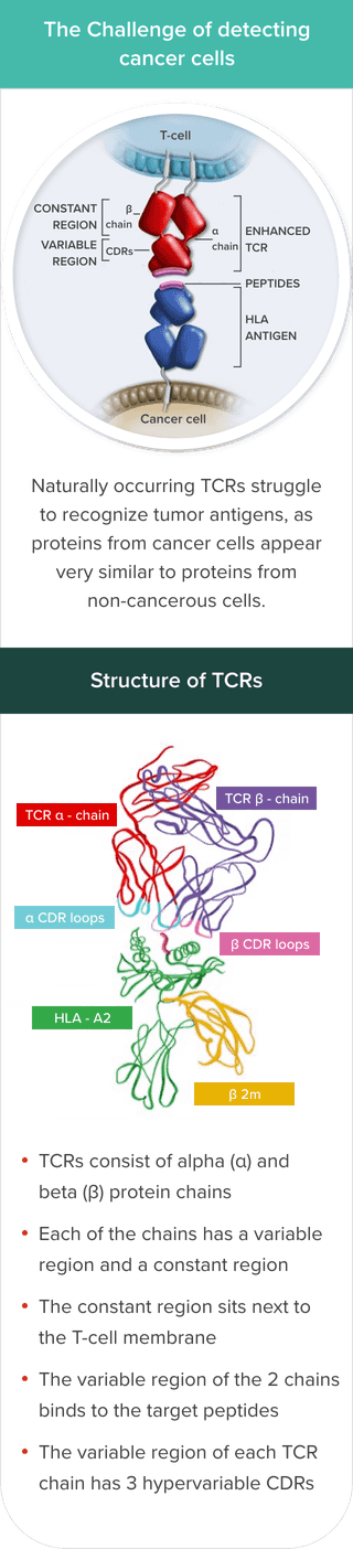 T-cell Receptor T-cell Therapy and Tumor Cells | TCR T Cell