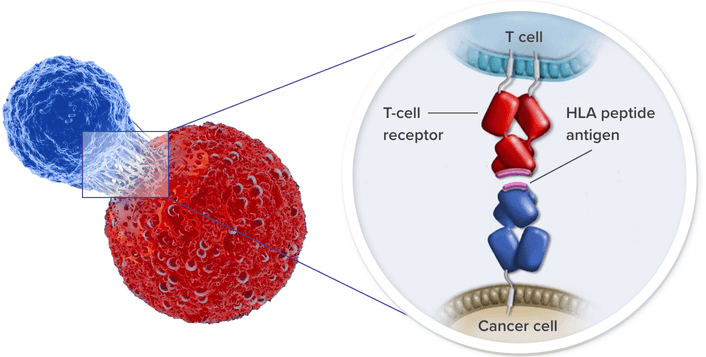 T-cell Receptor T-cell Therapy and Tumor Cells | TCR T Cell