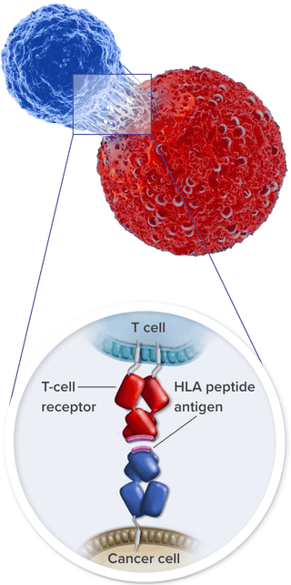 T-cell Receptor T-cell Therapy and Tumor Cells | TCR T Cell